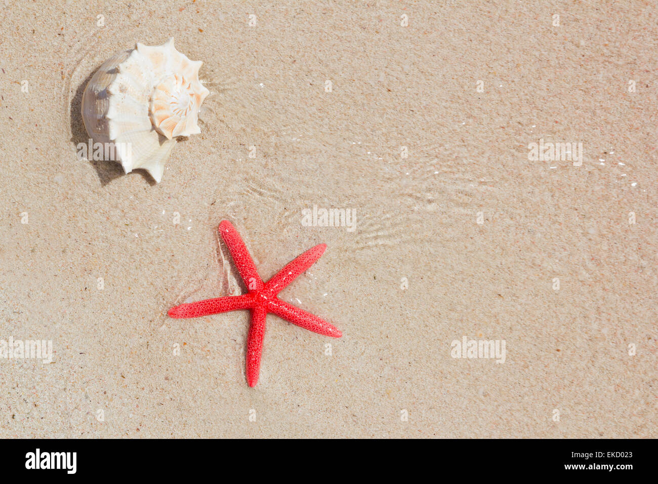 seashell and starfish in white sand beach Stock Photo - Alamy