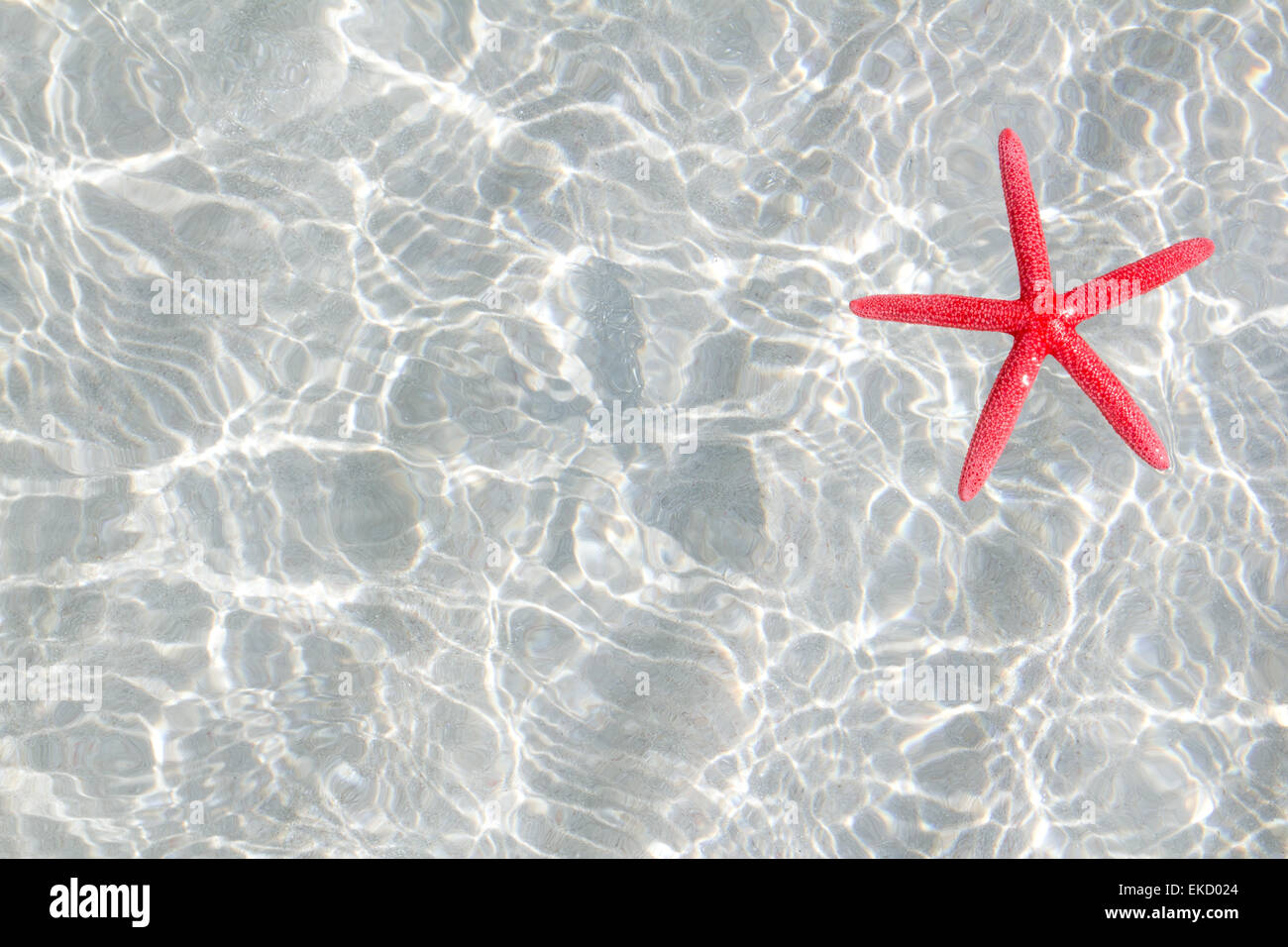 floating red starfish in white sand beach Stock Photo - Alamy