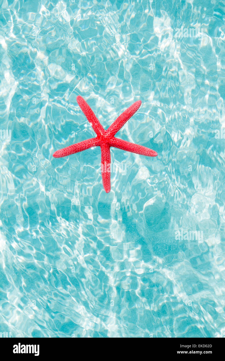 floating red starfish in turquoise sand beach Stock Photo - Alamy