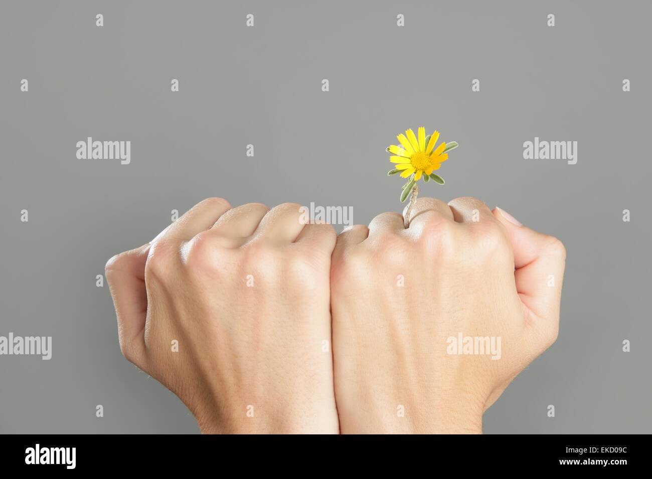 Concept of plant growing from woman hands Stock Photo - Alamy
