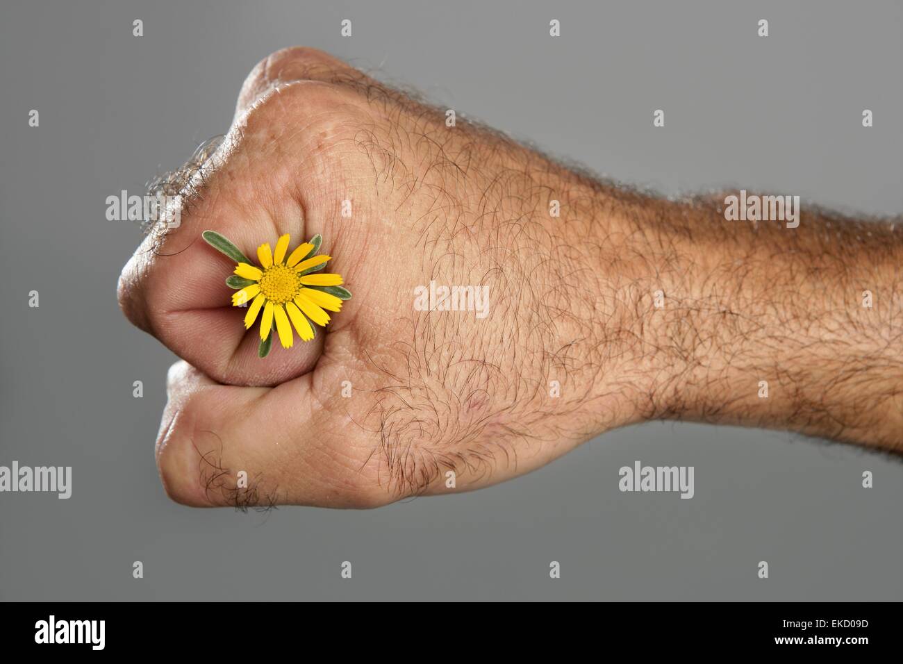 Concept and contrast of hairy man hand and flower Stock Photo - Alamy