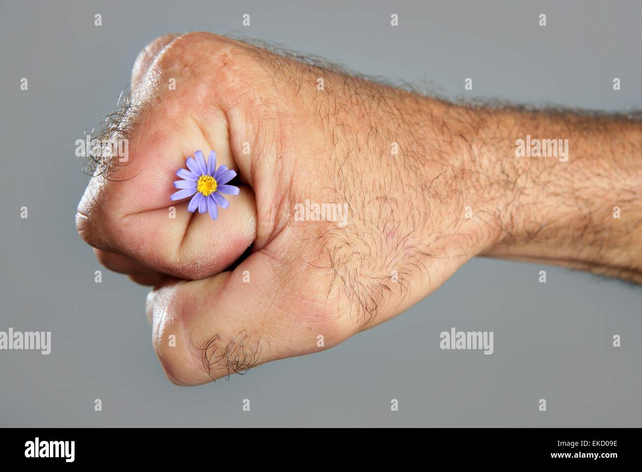 Concept and contrast of hairy man hand and flower Stock Photo - Alamy