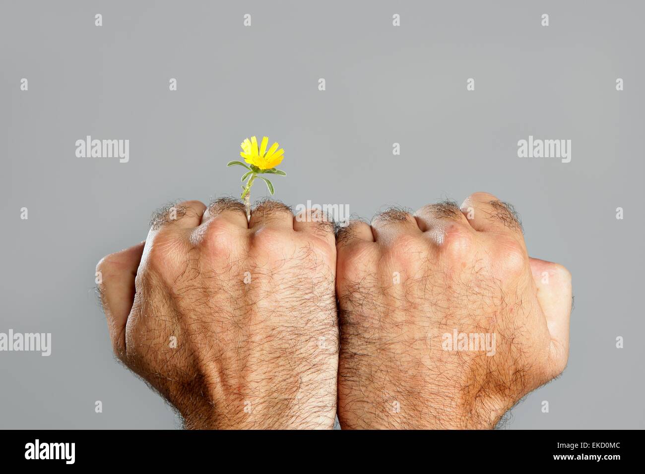 Concept and contrast of hairy man hand and flower Stock Photo - Alamy
