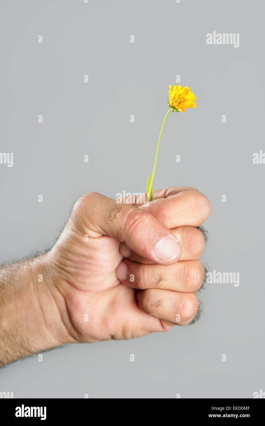 Concept and contrast of hairy man hand and flower Stock Photo - Alamy
