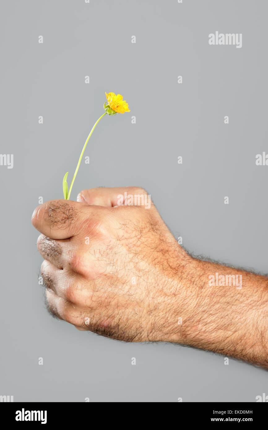 Concept and contrast of hairy man hand and flower Stock Photo - Alamy
