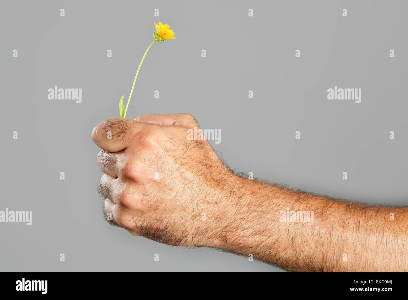Concept and contrast of hairy man hand and flower Stock Photo - Alamy