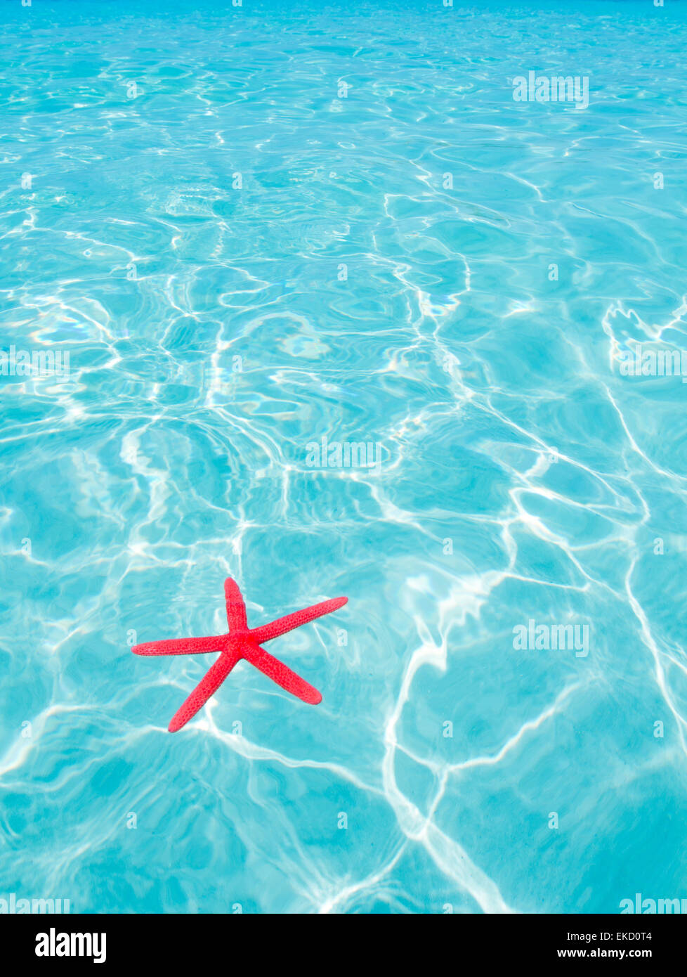 Red starfish floating on perfect tropical sea Stock Photo - Alamy