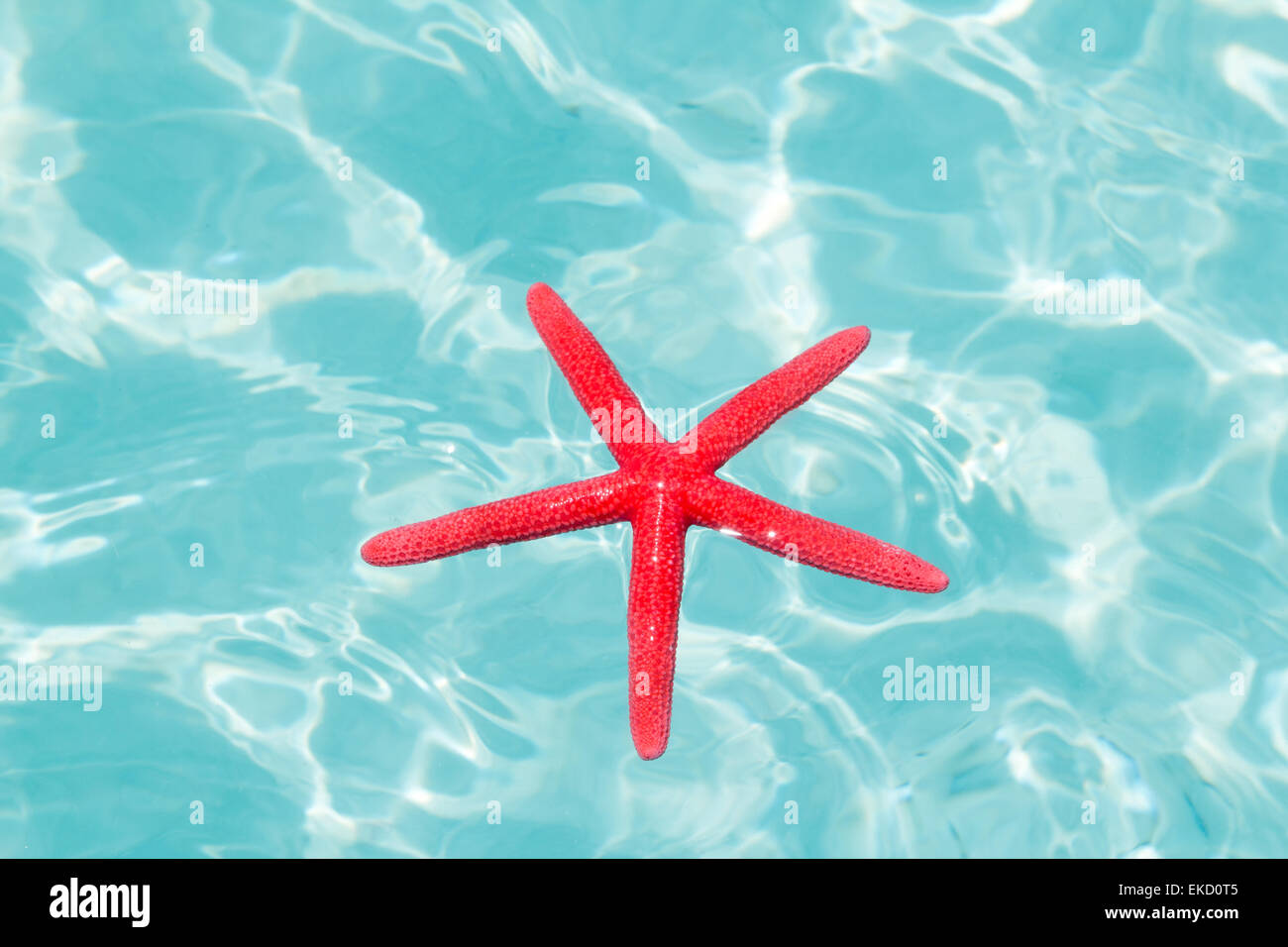Red starfish floating on perfect tropical sea Stock Photo - Alamy