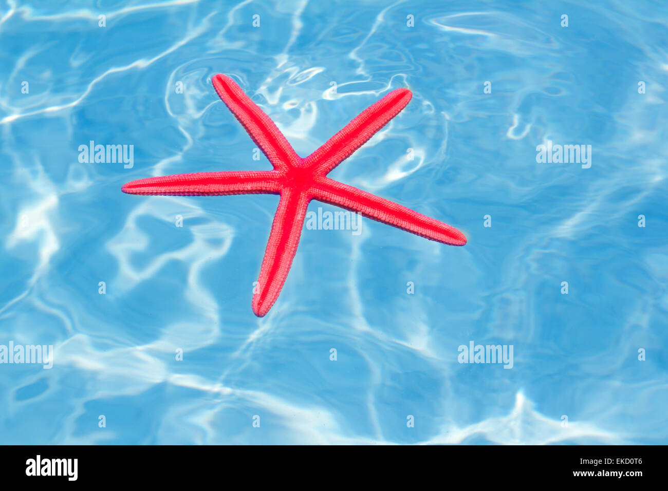 Red starfish floating on perfect tropical sea Stock Photo - Alamy