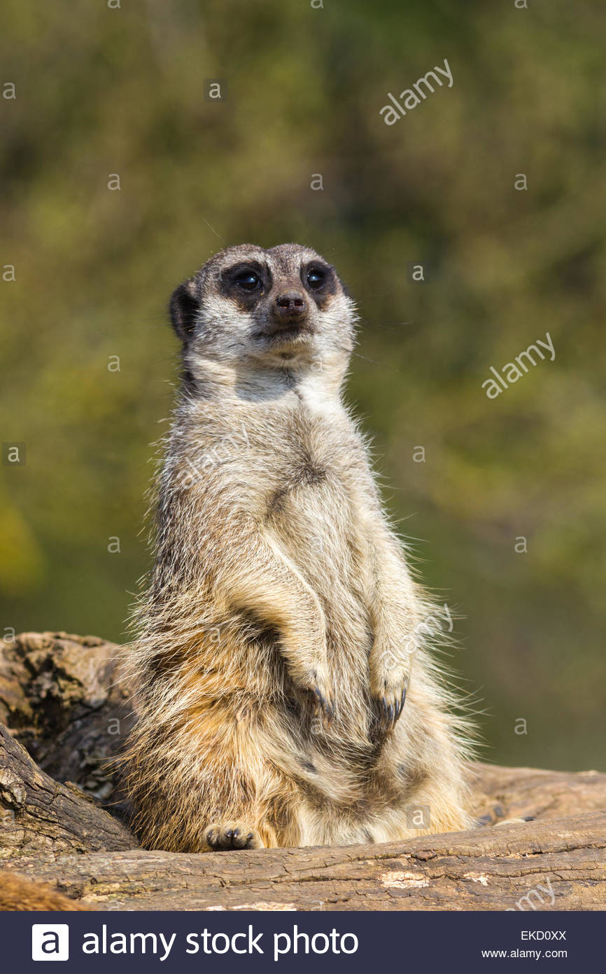 Meerkat Pose High Resolution Stock Photography and Images - Alamy