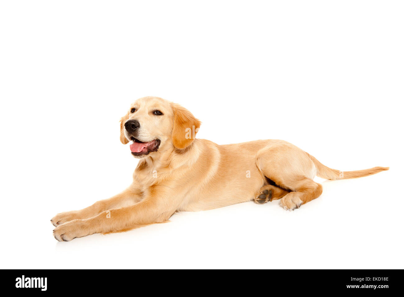 Golden retriever puppy purebred dog Stock Photo - Alamy