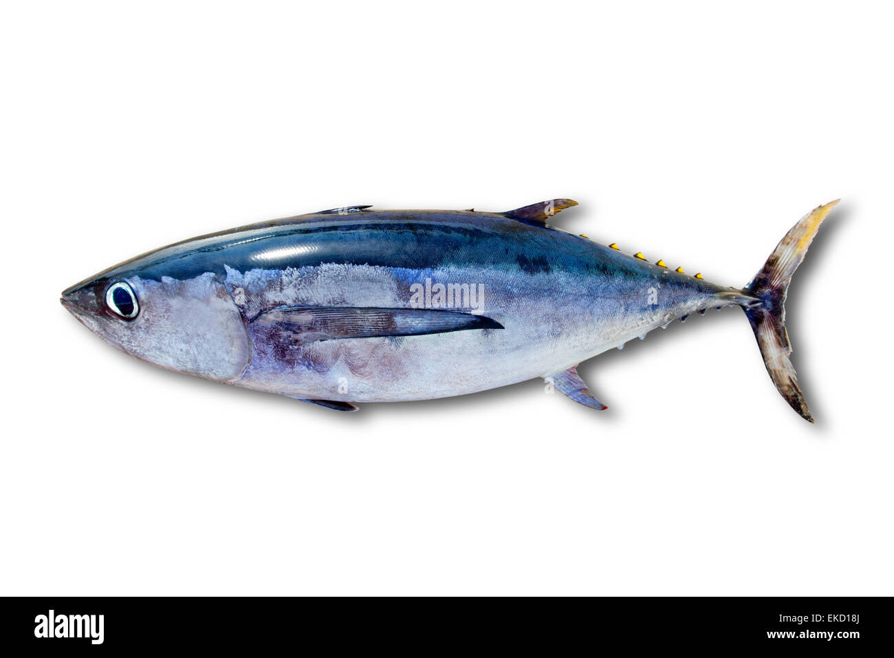 Albacore tuna Thunnus alalunga fish isolated Stock Photo - Alamy