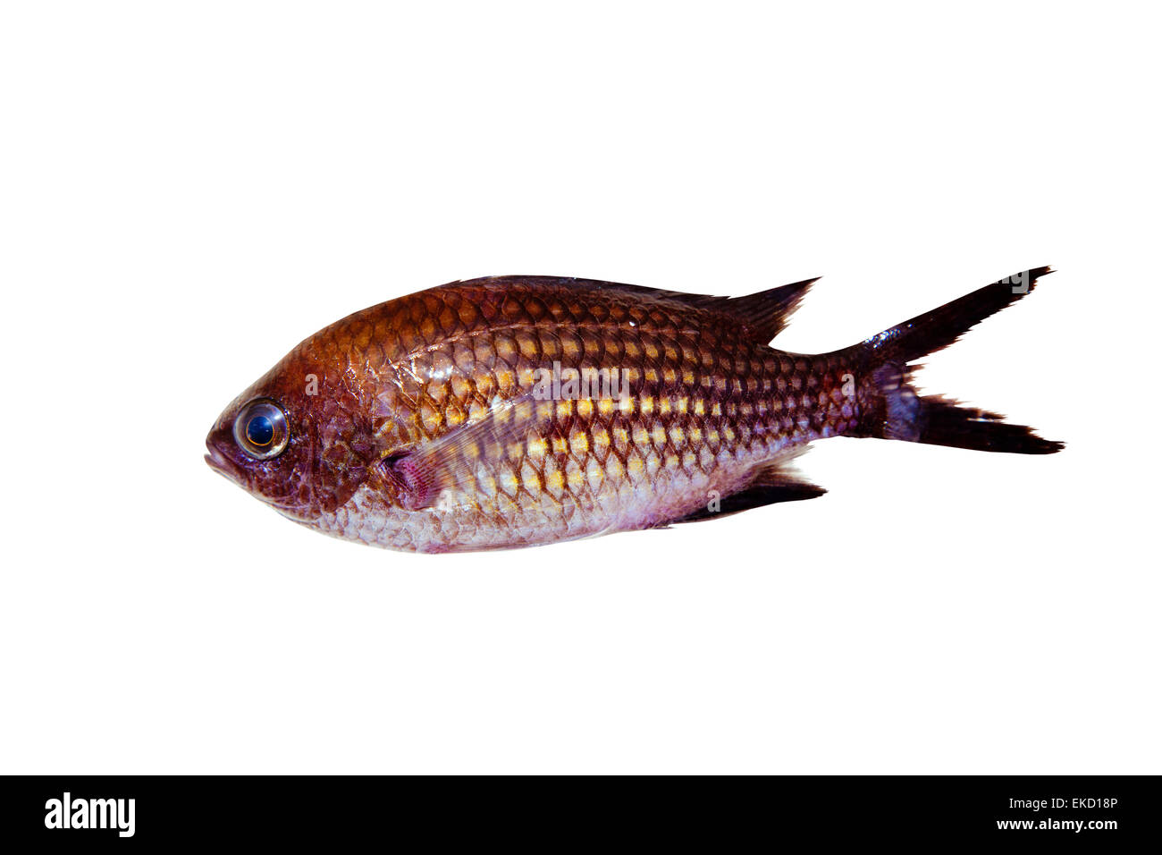 Chromis chromis Damselfish rock fish isolated Stock Photo - Alamy