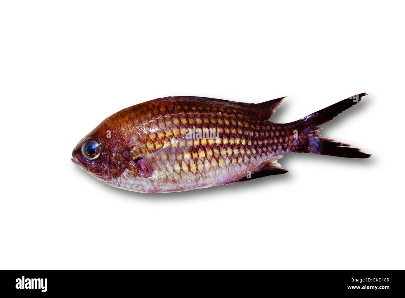 Chromis chromis Damselfish rock fish isolated Stock Photo - Alamy