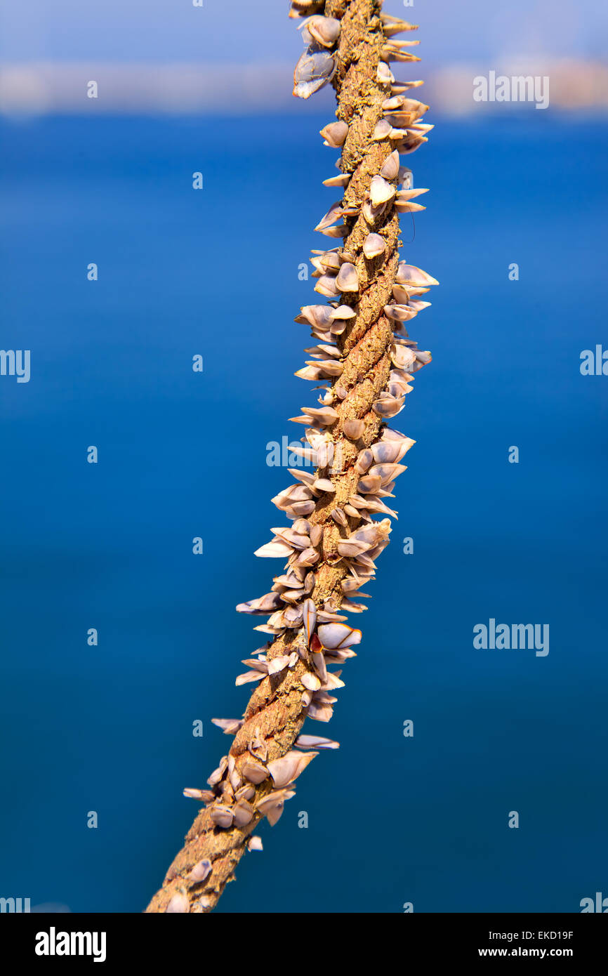 Barnacles growing in marine rope Stock Photo - Alamy
