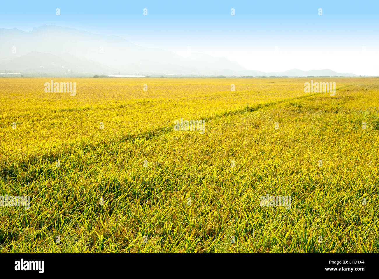 Cereal rice fields with ripe spikes in Valencia Stock Photo - Alamy
