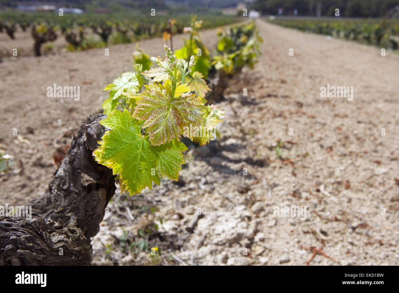 vineyard first spring sprouts in row field in Spain Stock Photo - Alamy