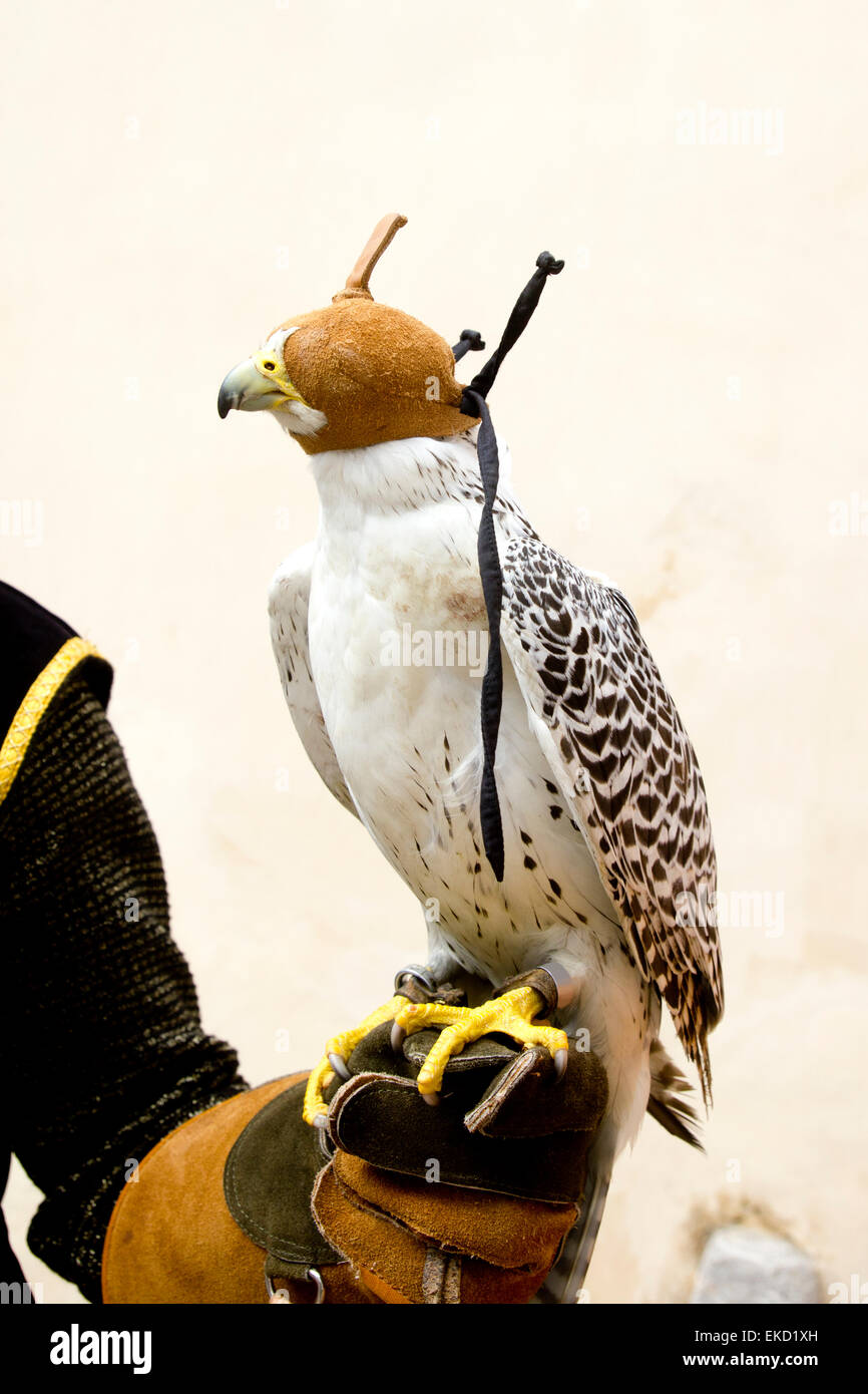 falconry falcon rapacious bird in glove hand Stock Photo - Alamy