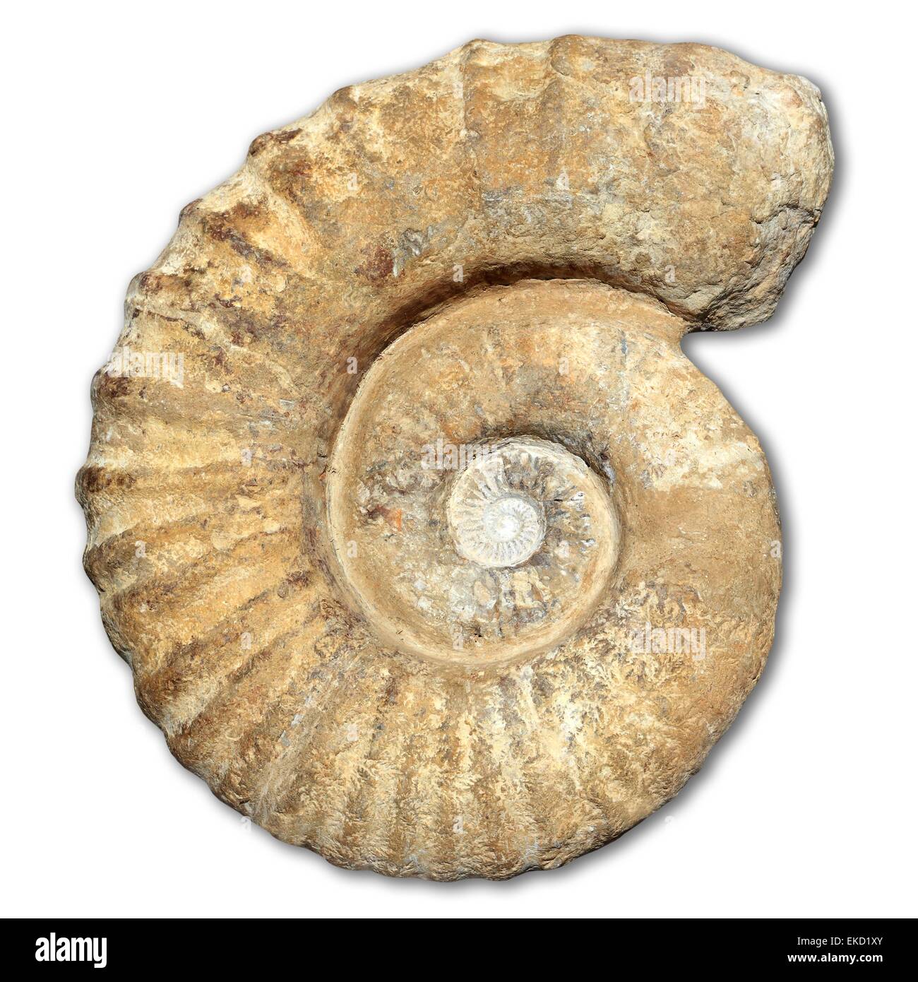 Giant Orthocone Fossil