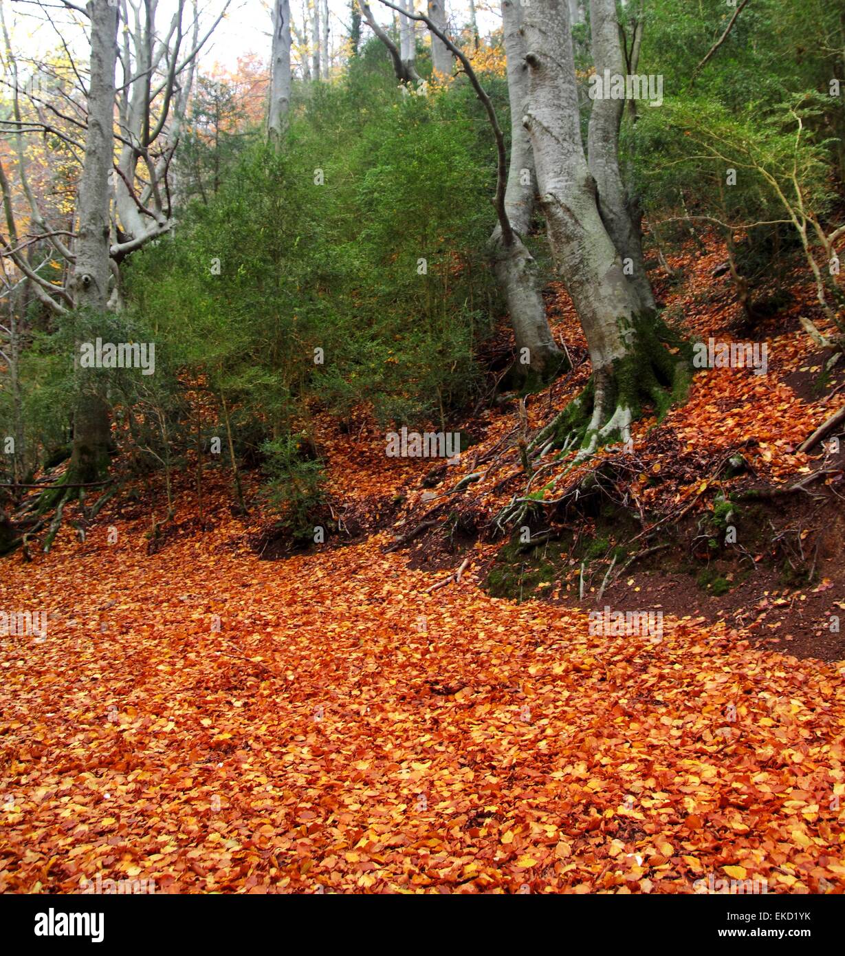 autumn centenary beech tree in fall golden leaves Stock Photo - Alamy