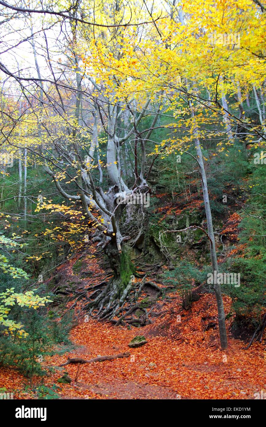 Centenary beech tree hi-res stock photography and images - Alamy