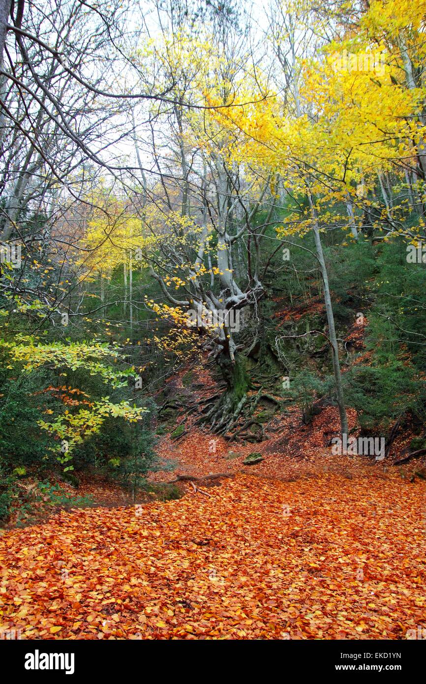 autumn centenary beech tree in fall golden leaves Stock Photo - Alamy