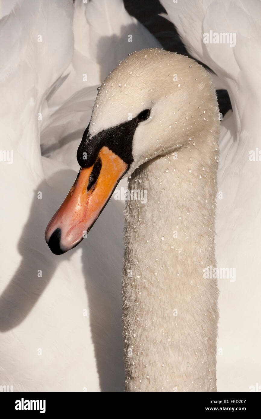 A Close-up of the Head and Neck of a Pen (female) Mute Swan (Cygnus ...