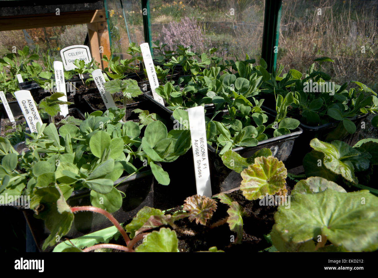 Plants with printed labels in a greenhouse Stock Photo - Alamy