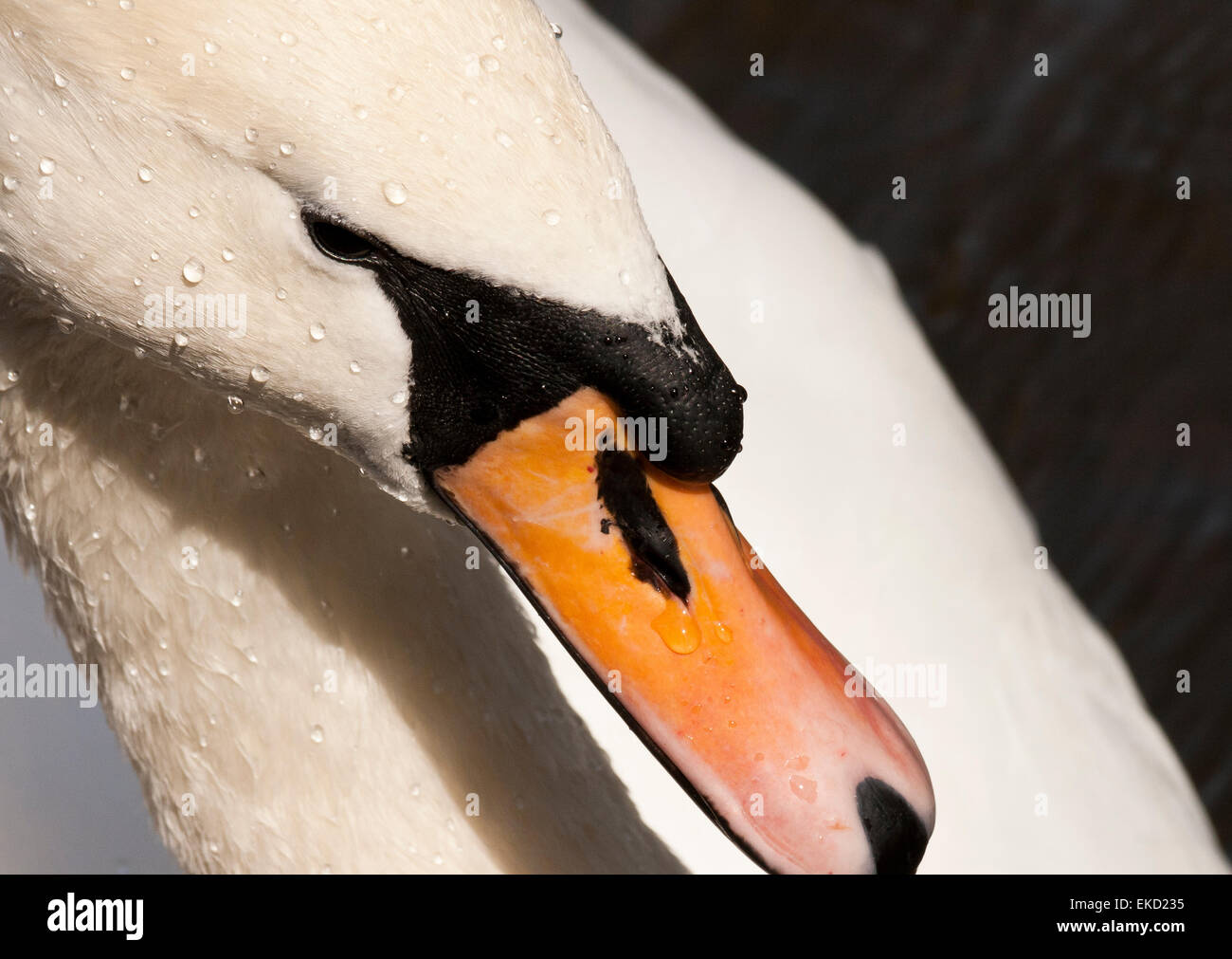 Mute swan britain hi-res stock photography and images - Alamy
