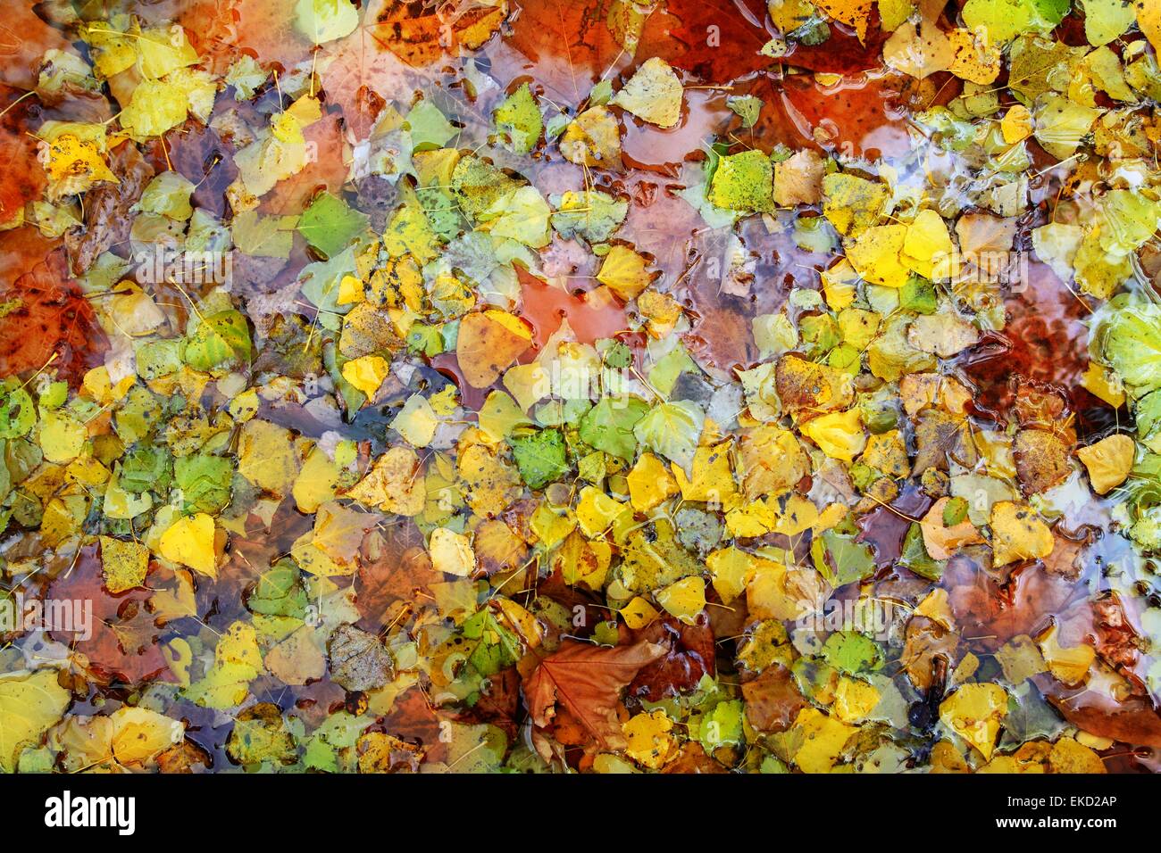 autumn fall leaves colorful background in water Stock Photo - Alamy