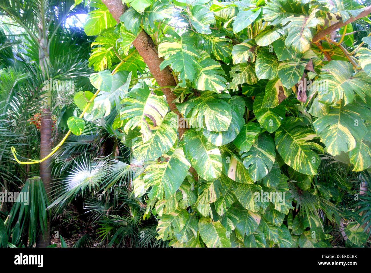 jungle rainforest atmosphere green background Stock Photo - Alamy