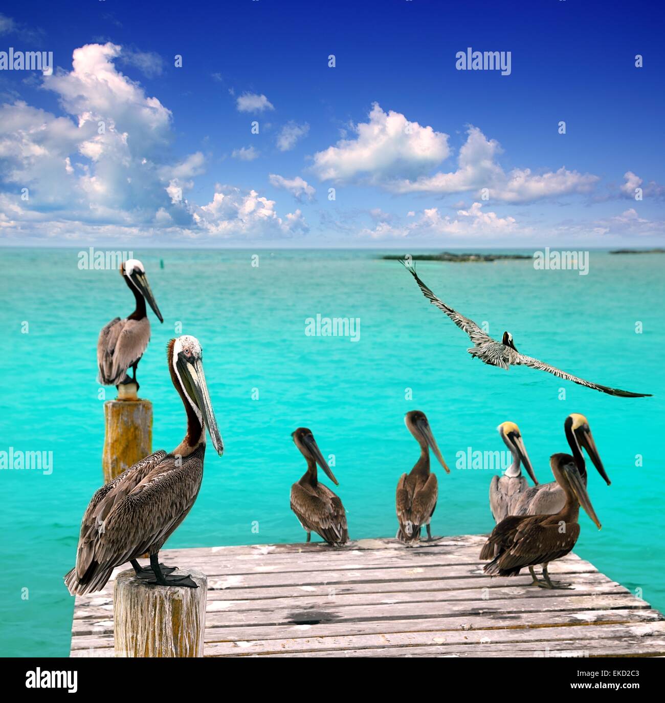 Caribbean mexican coast coral hi-res stock photography and images - Alamy
