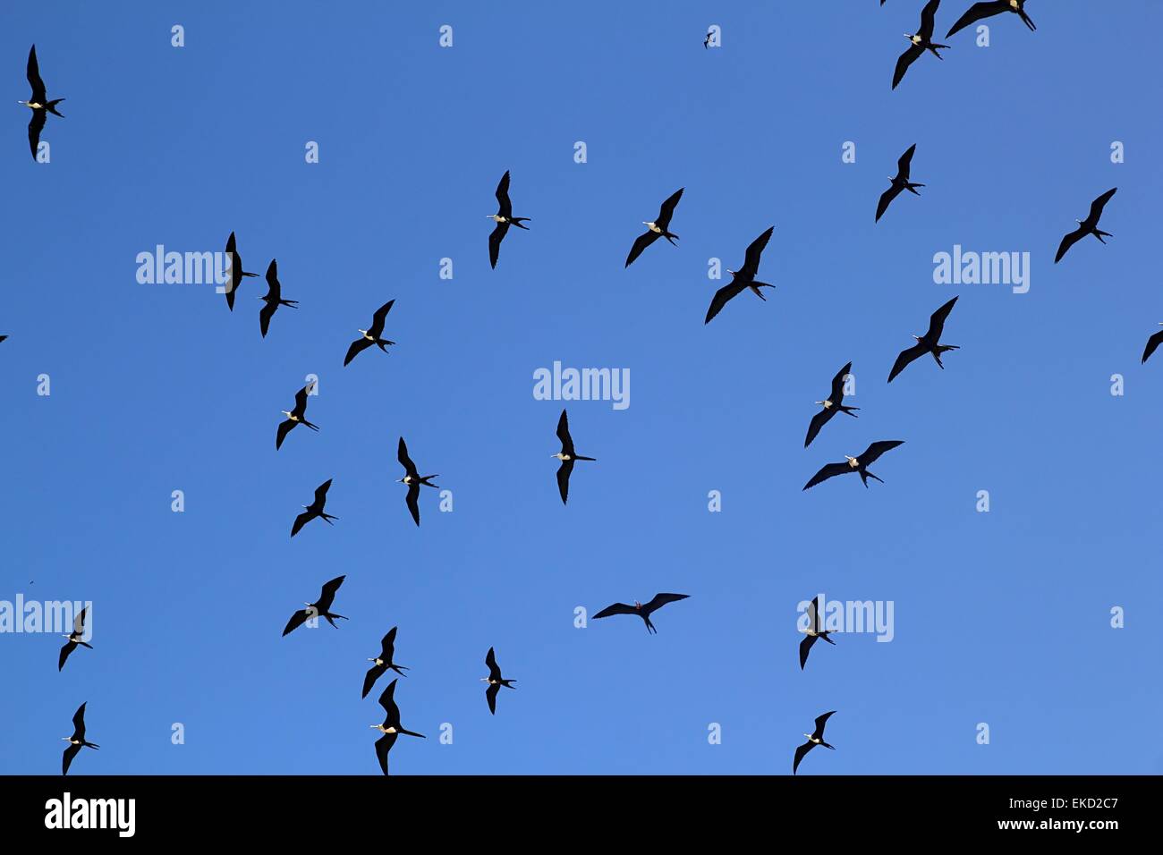 frigate bird silhouette backlight breeding season Stock Photo - Alamy
