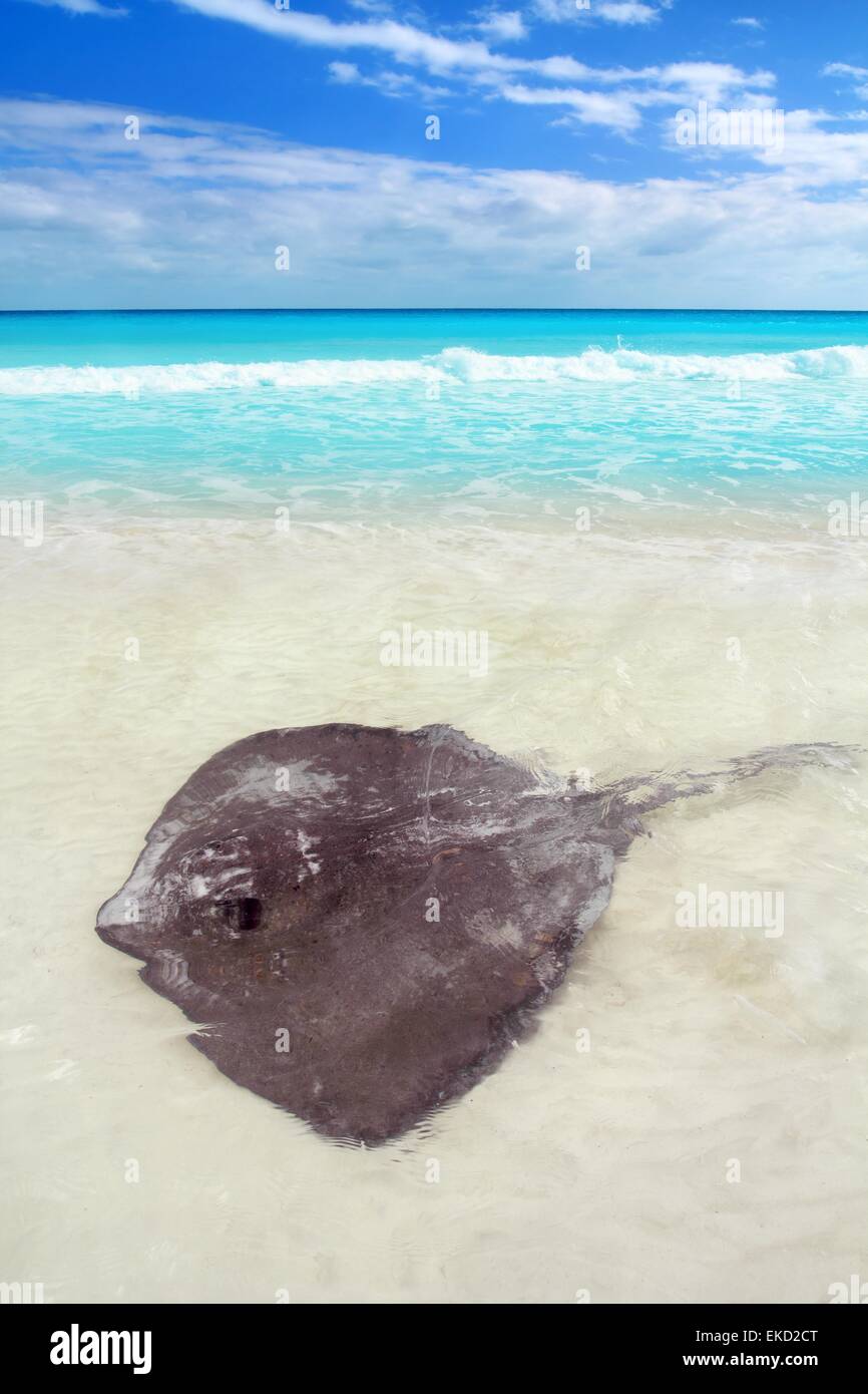 Stingray Dasyatis americana in Caribbean beach Stock Photo - Alamy