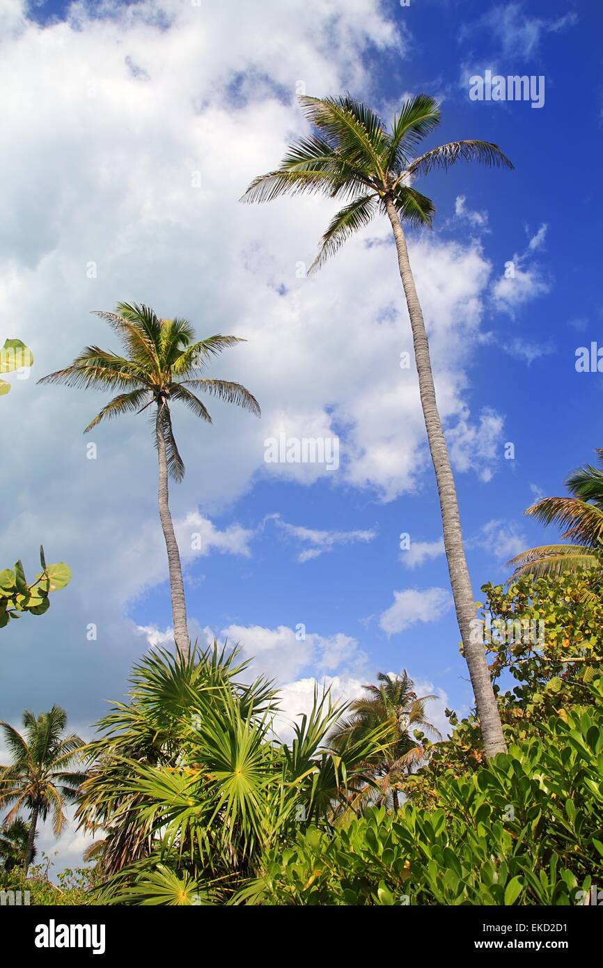 Coconut palm trees tropical typical background Stock Photo - Alamy