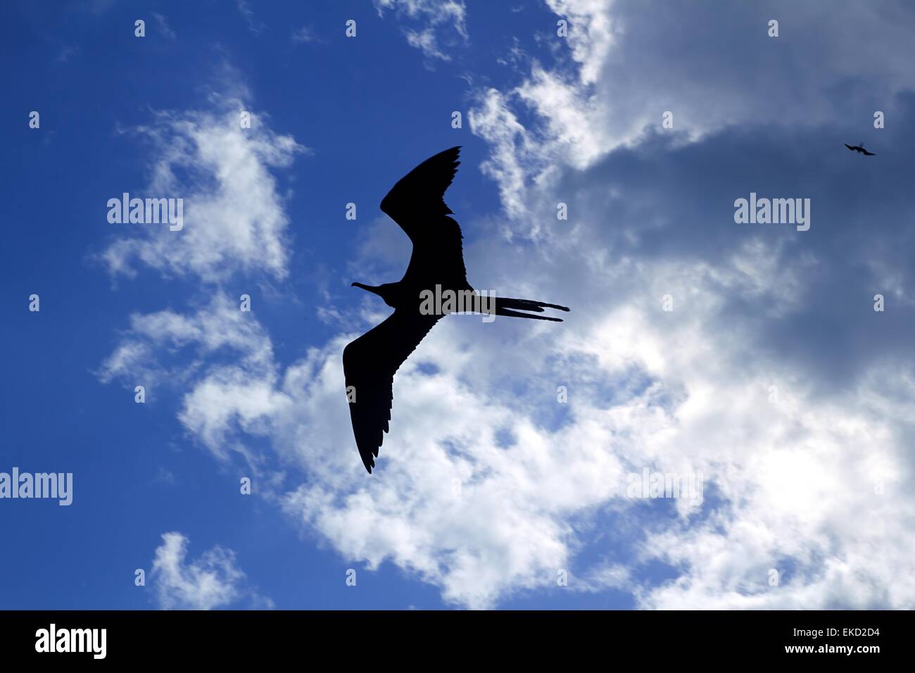 frigate bird silhouette backlight breeding season Stock Photo - Alamy