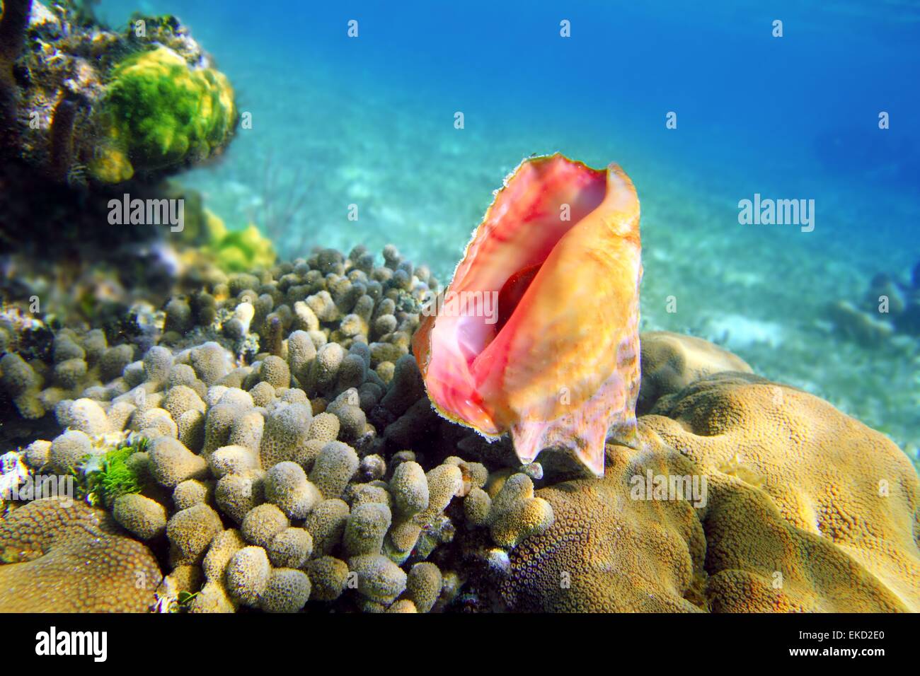 Seashell in caribbean reef colorful sea Mayan Riviera Stock Photo - Alamy