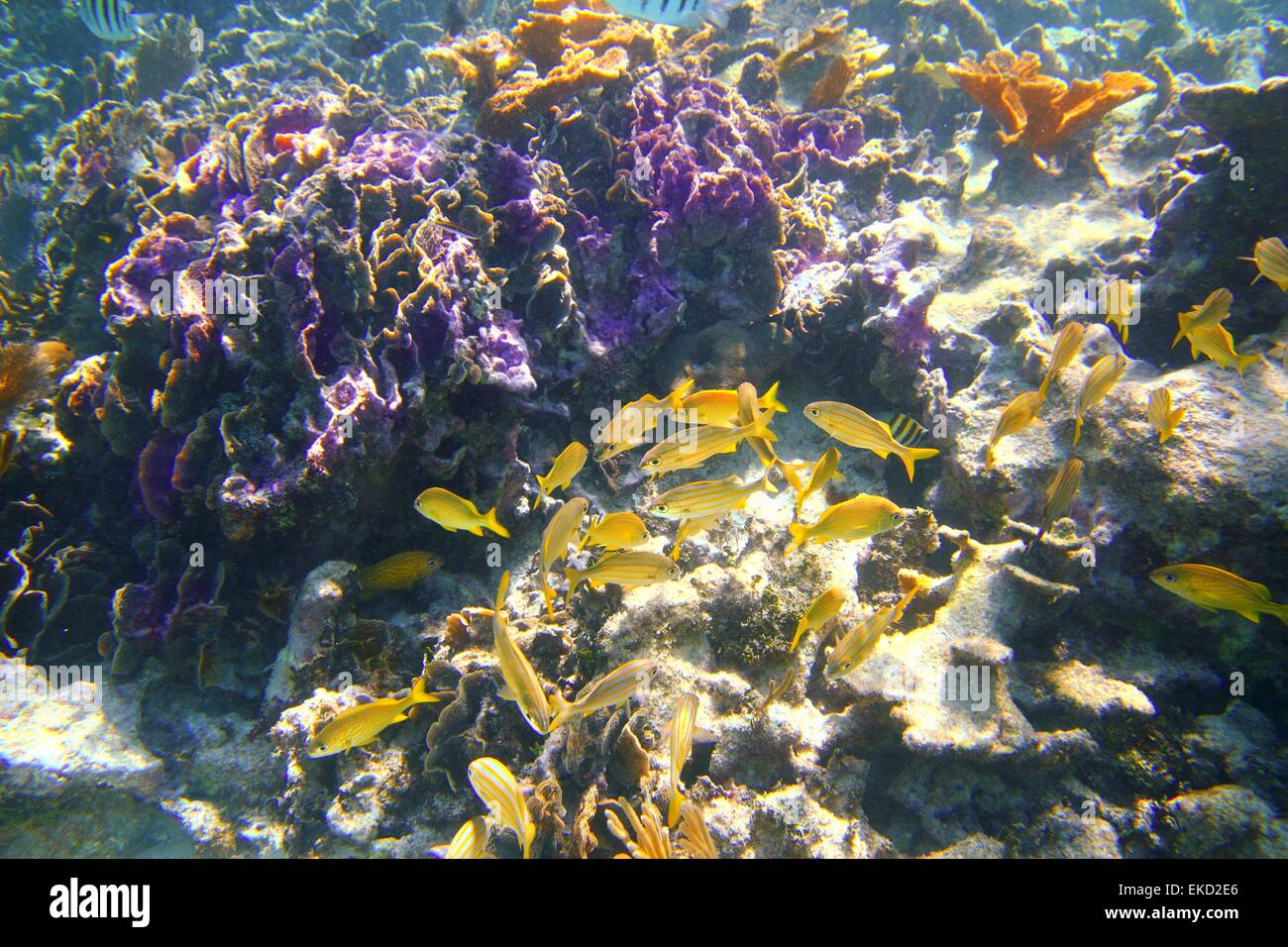 coral caribbean reef Mayan Riviera Grunt fish Stock Photo - Alamy