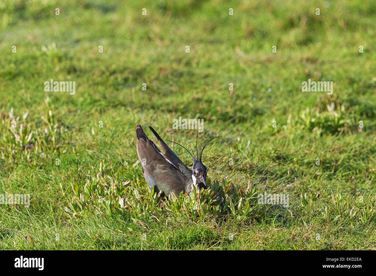 Northern lapwing nest hi-res stock photography and images - Alamy