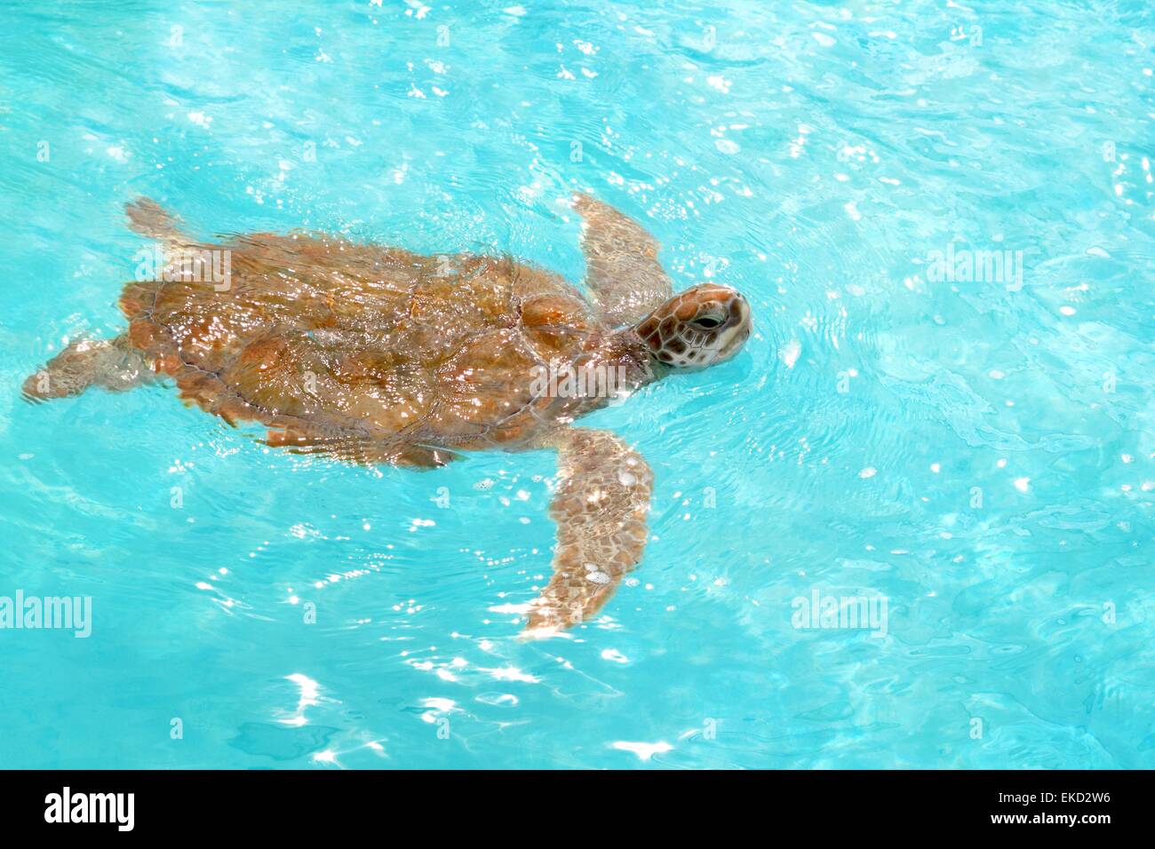 Green sea Turtle Chelonia mydas Caribbean Stock Photo - Alamy