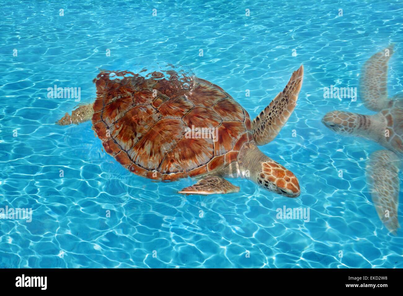 Green sea Turtle Chelonia mydas Caribbean Stock Photo - Alamy