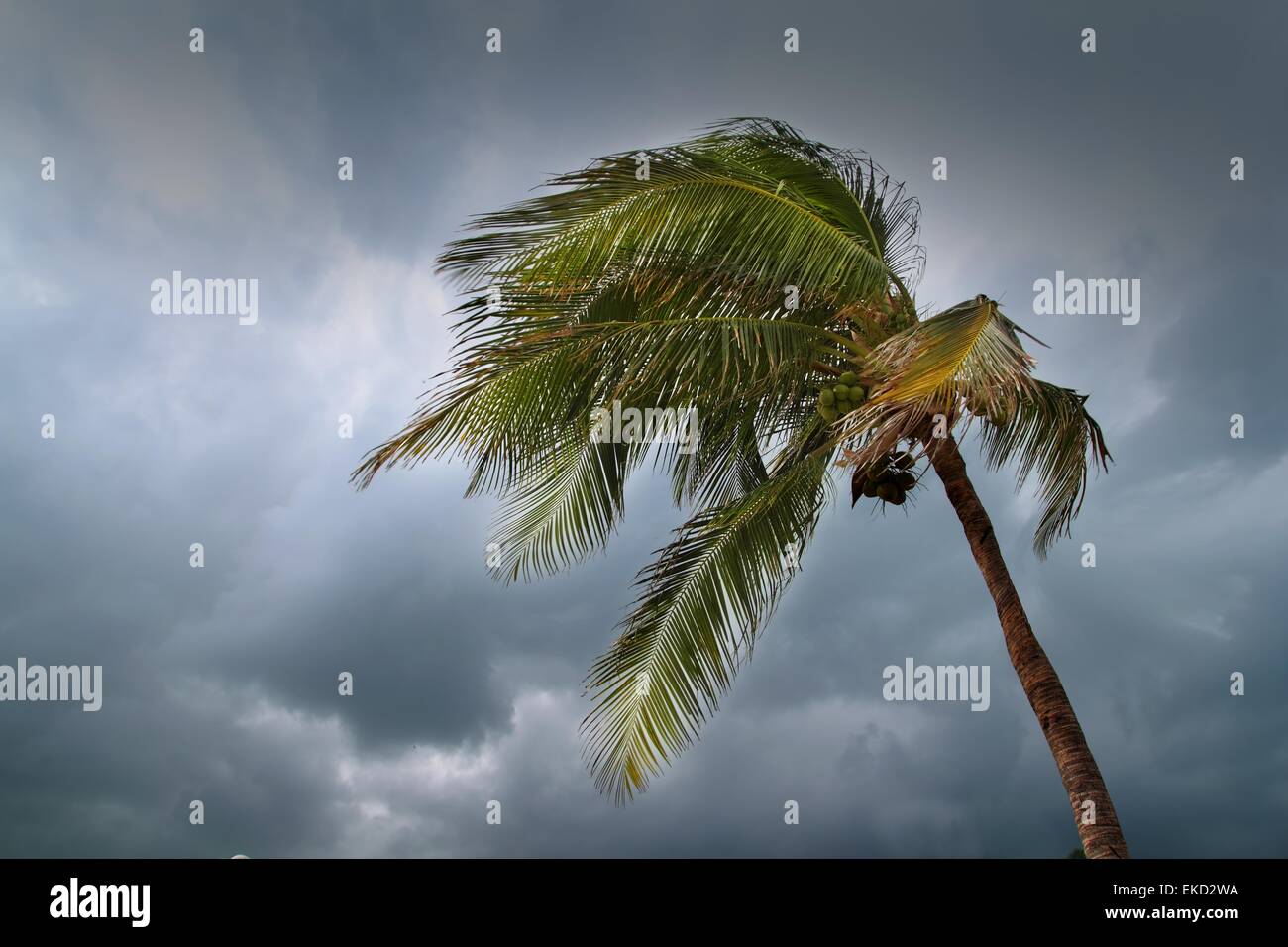 Hurricane tree bend hi-res stock photography and images - Alamy
