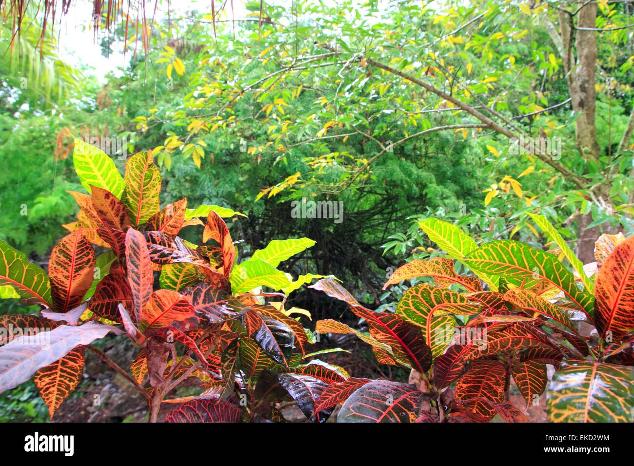Jungle rainforest Yucatan Mexico Central America Stock Photo - Alamy