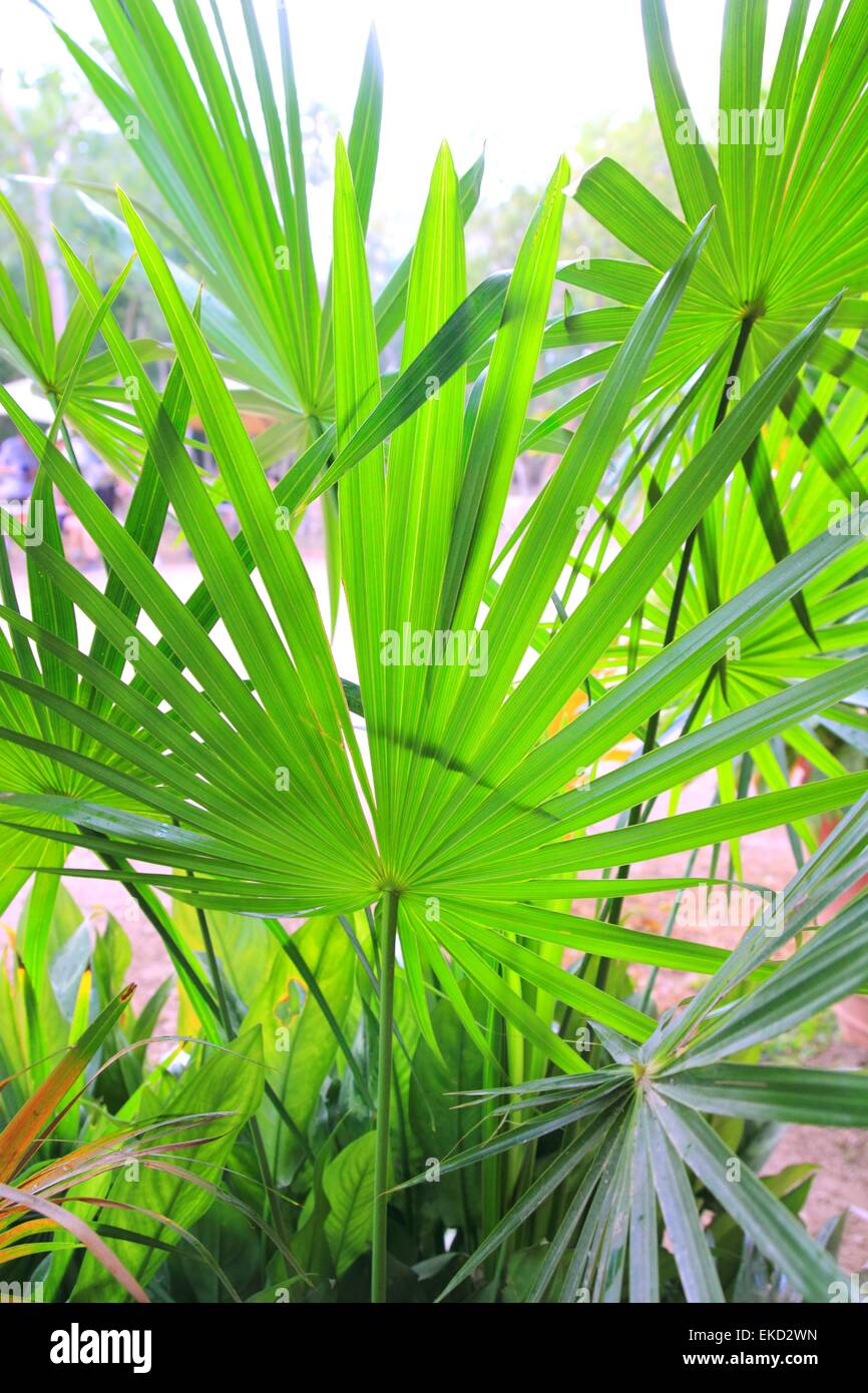 Chit Palm ree leaves in Yucatan rainforest mexico Stock Photo - Alamy