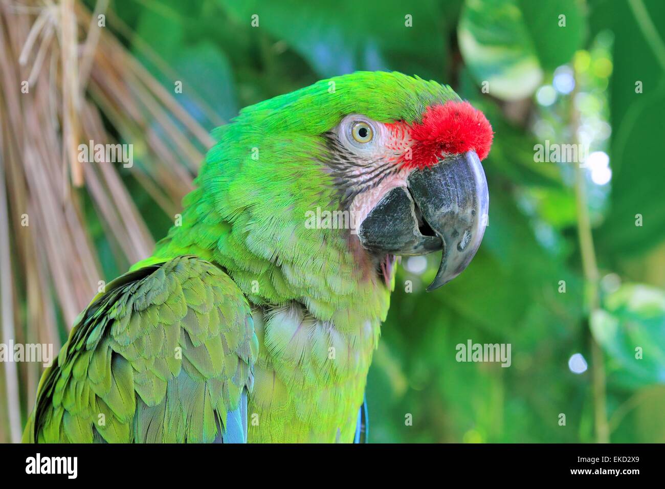 Ara Militaris Military Macaw Green parrot Stock Photo - Alamy