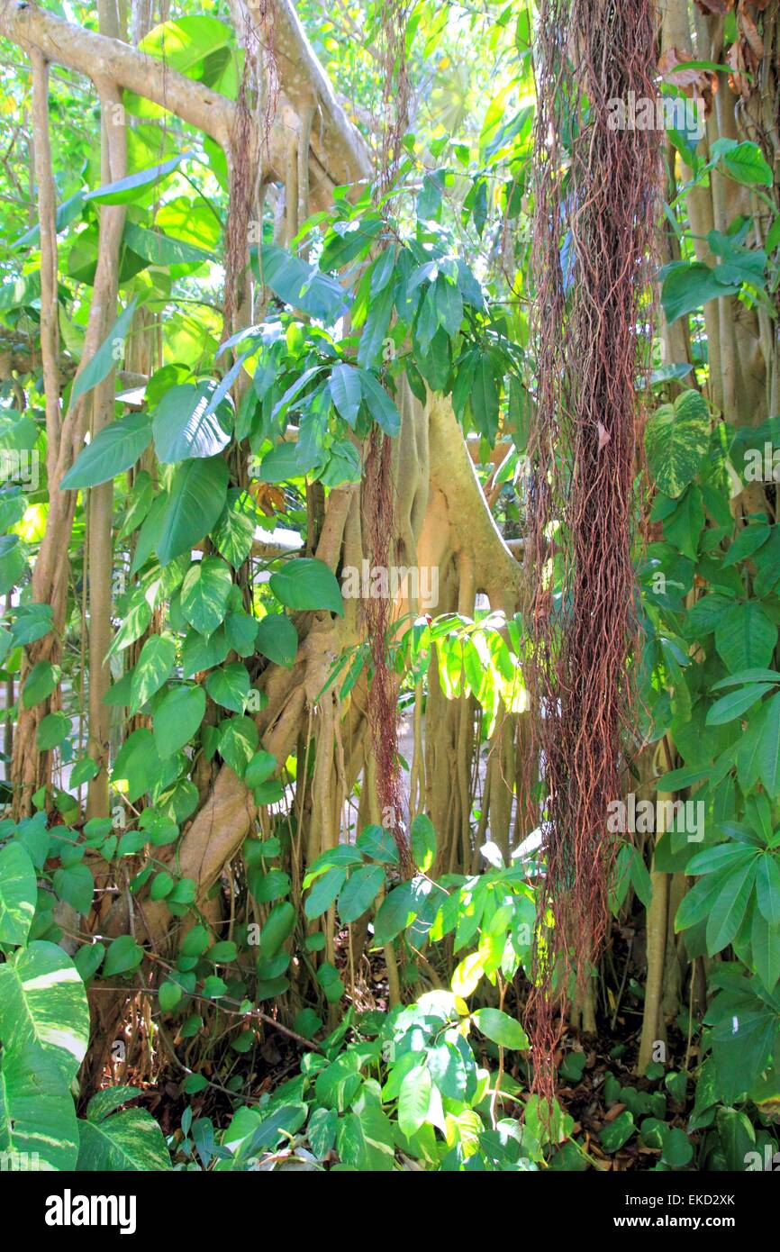 Rainforest jungle in central america Stock Photo - Alamy