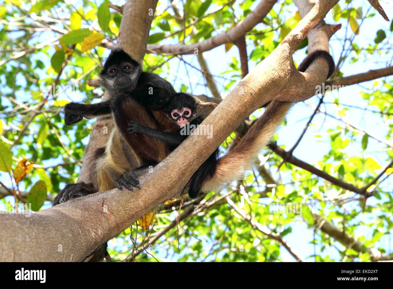 Ateles geoffroyi Spider Monkey Central America Stock Photo - Alamy