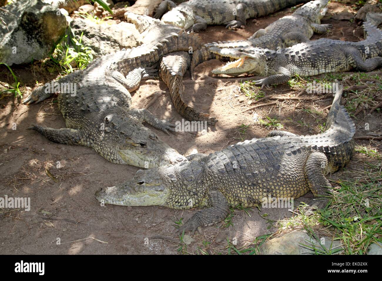 Crocodiles having a sun bath in South America Stock Photo - Alamy
