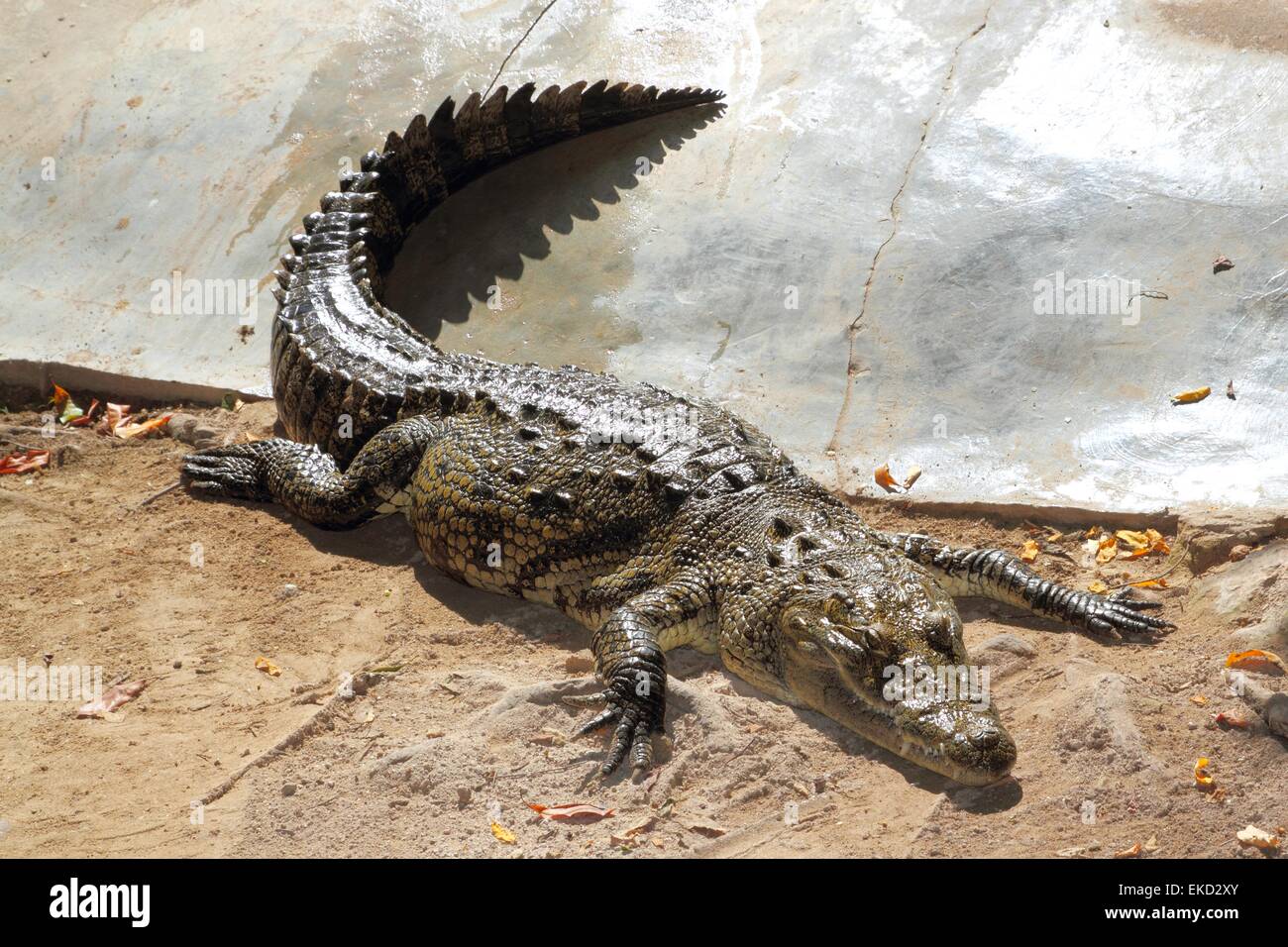 Crocodiles having a sun bath in South America Stock Photo - Alamy