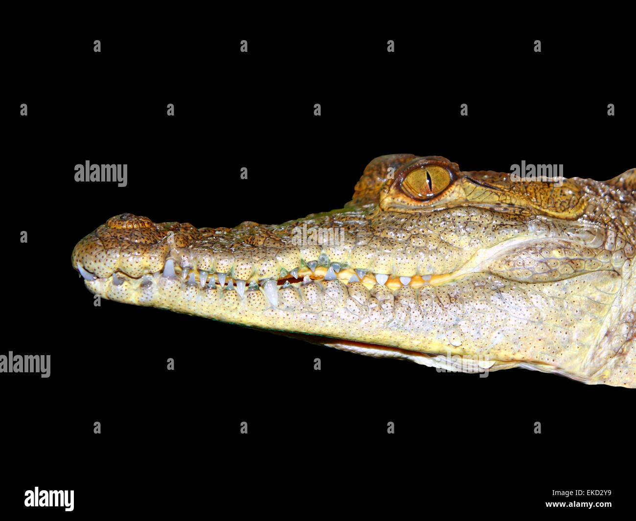 crocodile face portrait macro detail isolated on black Stock Photo - Alamy